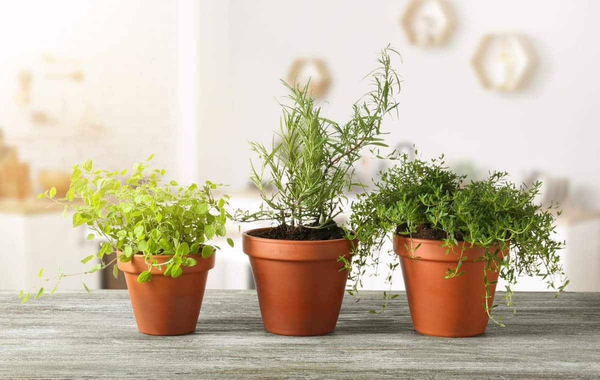 Comment cultiver des plantes aromatiques dans sa cuisine Comment cultiver des plantes aromatiques dans sa cuisine